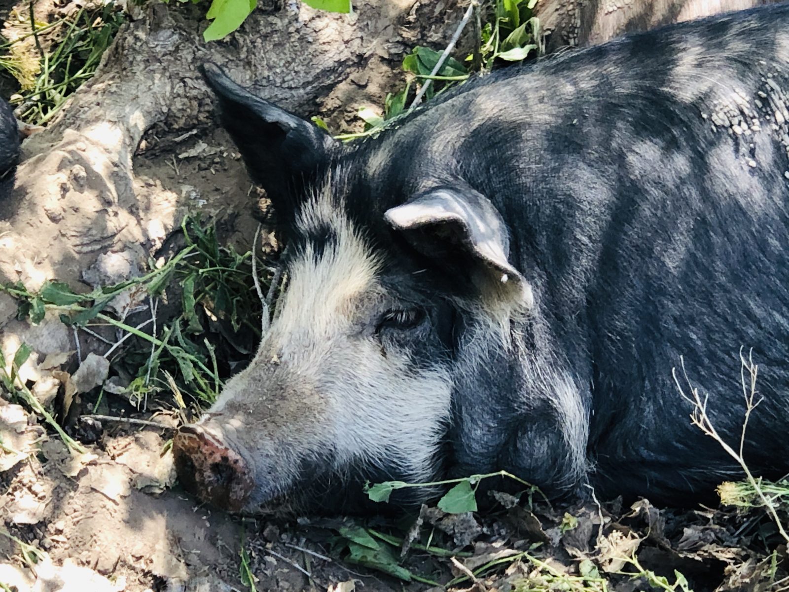 Happy pig? Colorado Pastured Pork | The Modern Eater Network